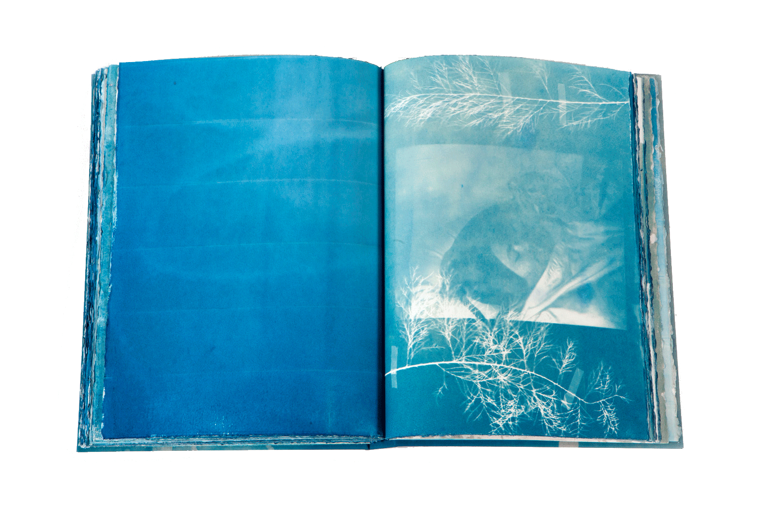 Cyanotype - 2018-2021