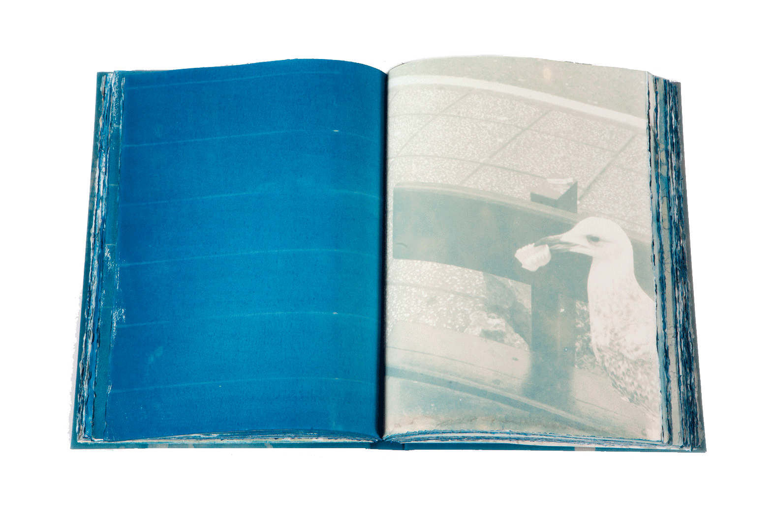 Cyanotype - 2018-2021